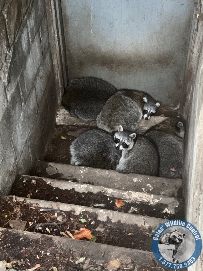 Do Raccoons Den Together In The Winter? | Gates Wildlife Control