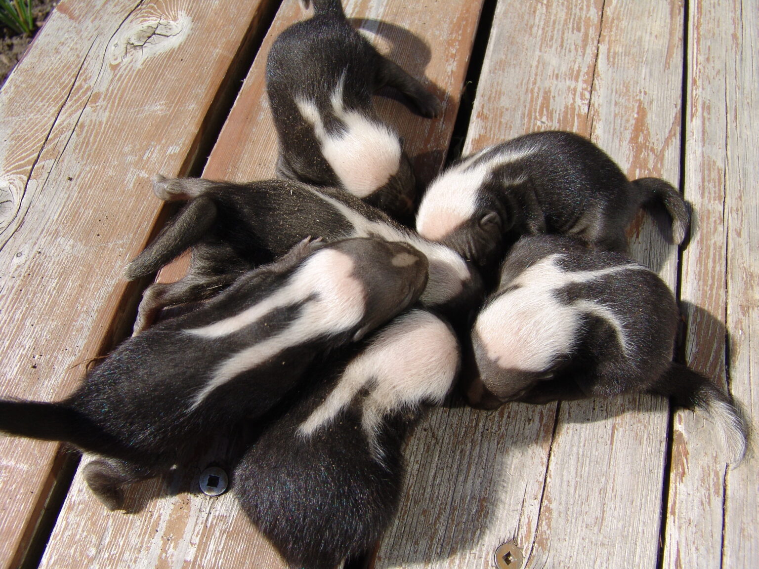 FAQ About Skunks | Gates Wildlife Control