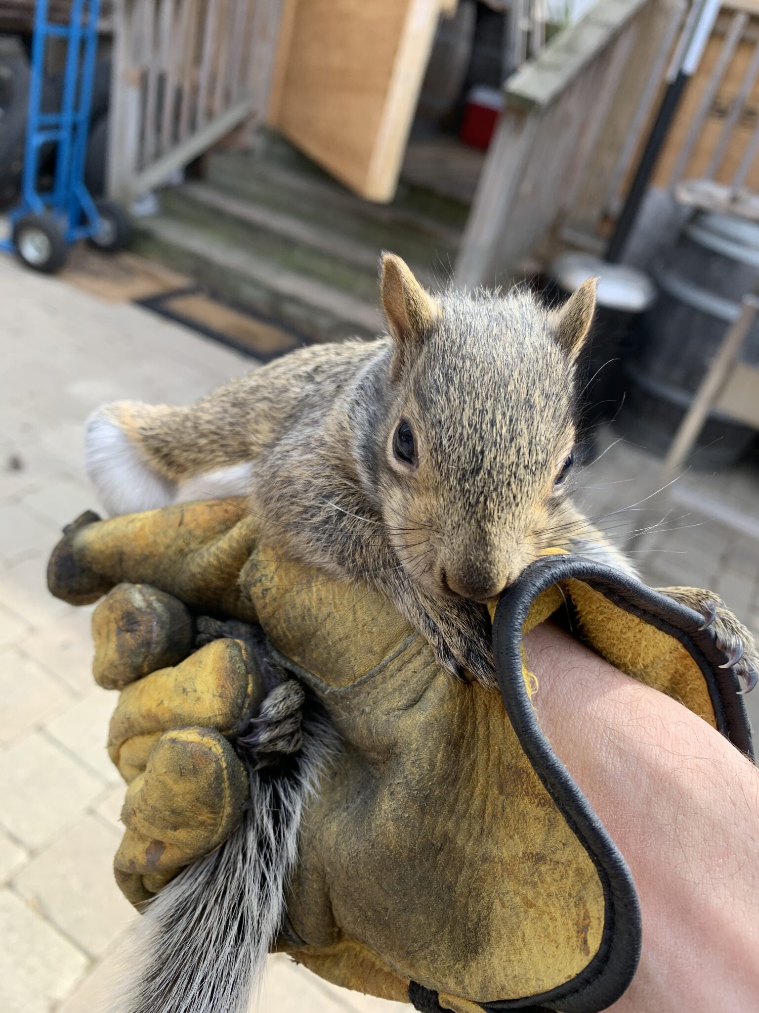 Squirrel Facts & Squirrel Information | Gates Wildlife Control