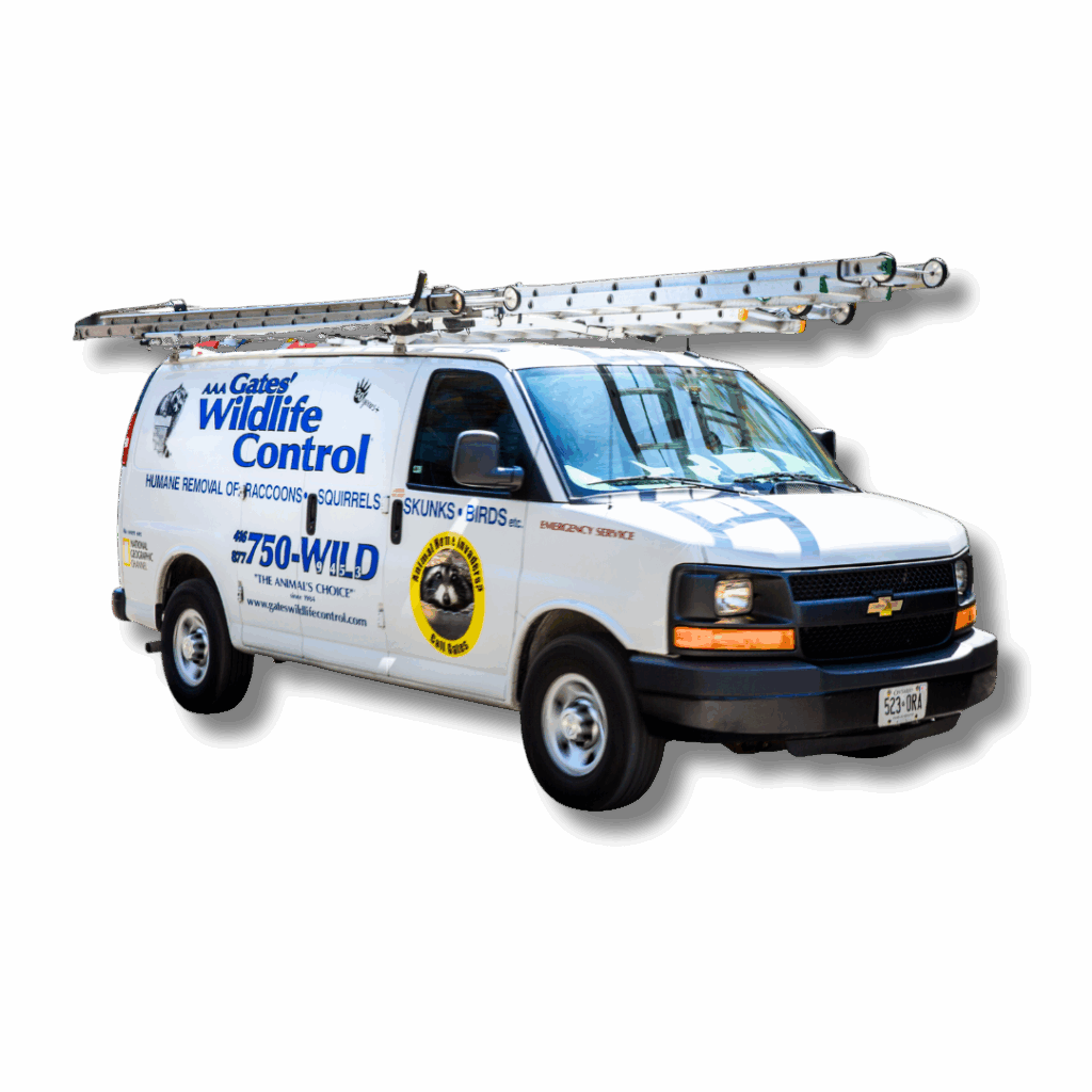 Geese Facts & Geese Information | Gates Wildlife Control