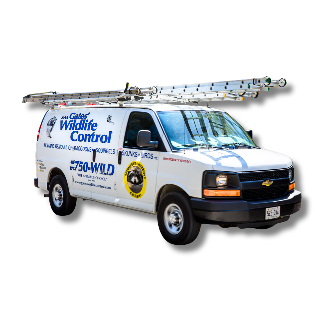FAQs About Geese | Gates Wildlife Control