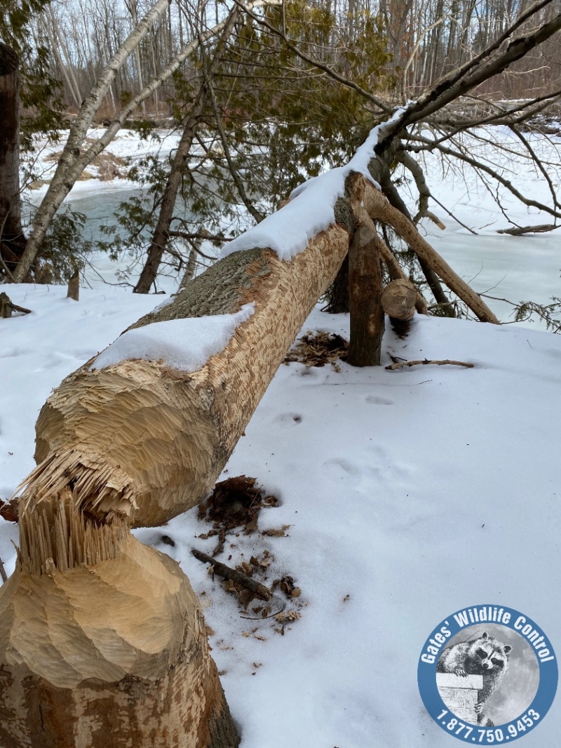 Unfortunate Luck For A Beaver in Pickering, ON - Gates Wildlife Control ...