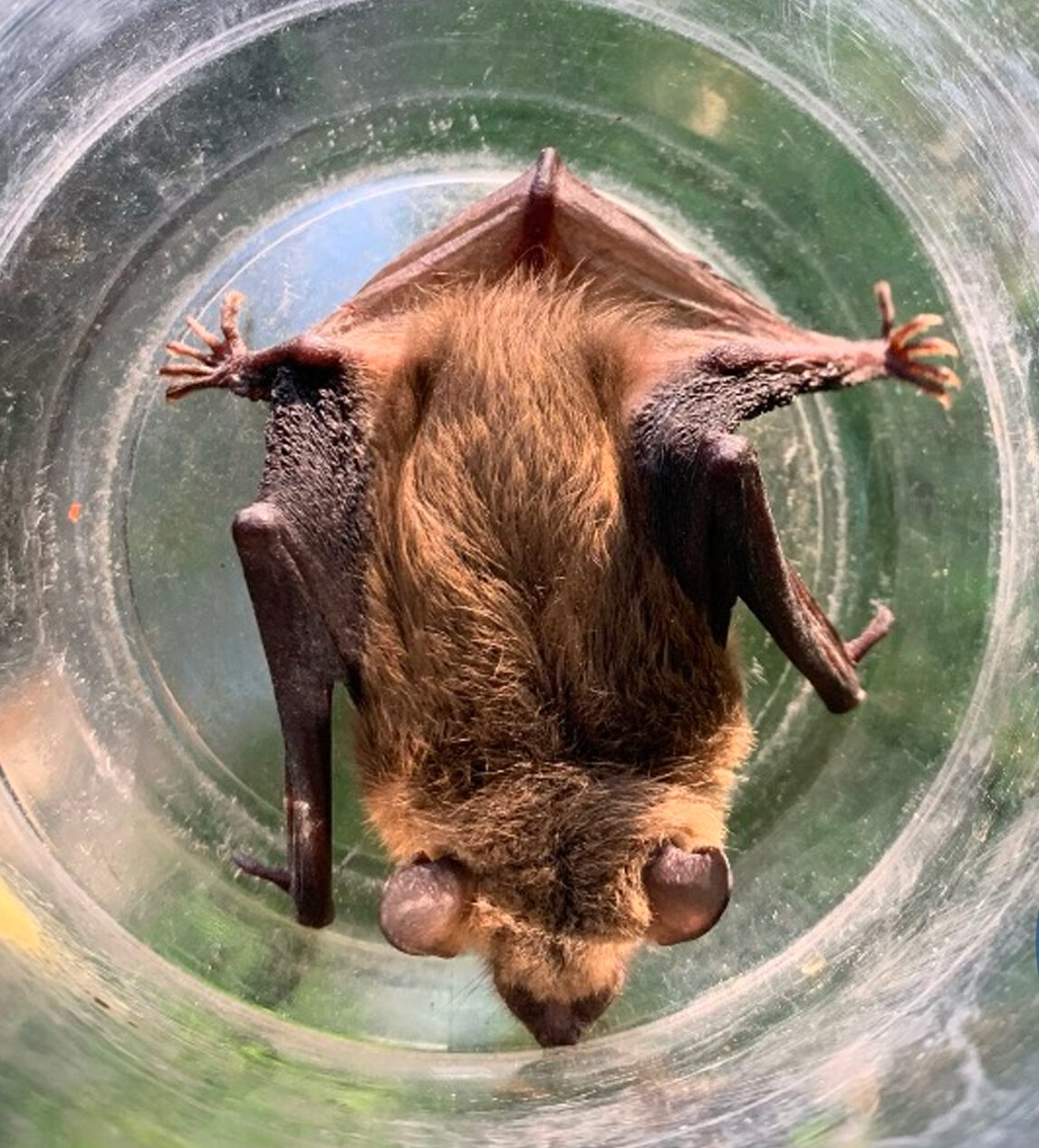 FAQ About Bats | Gates Wildlife Control
