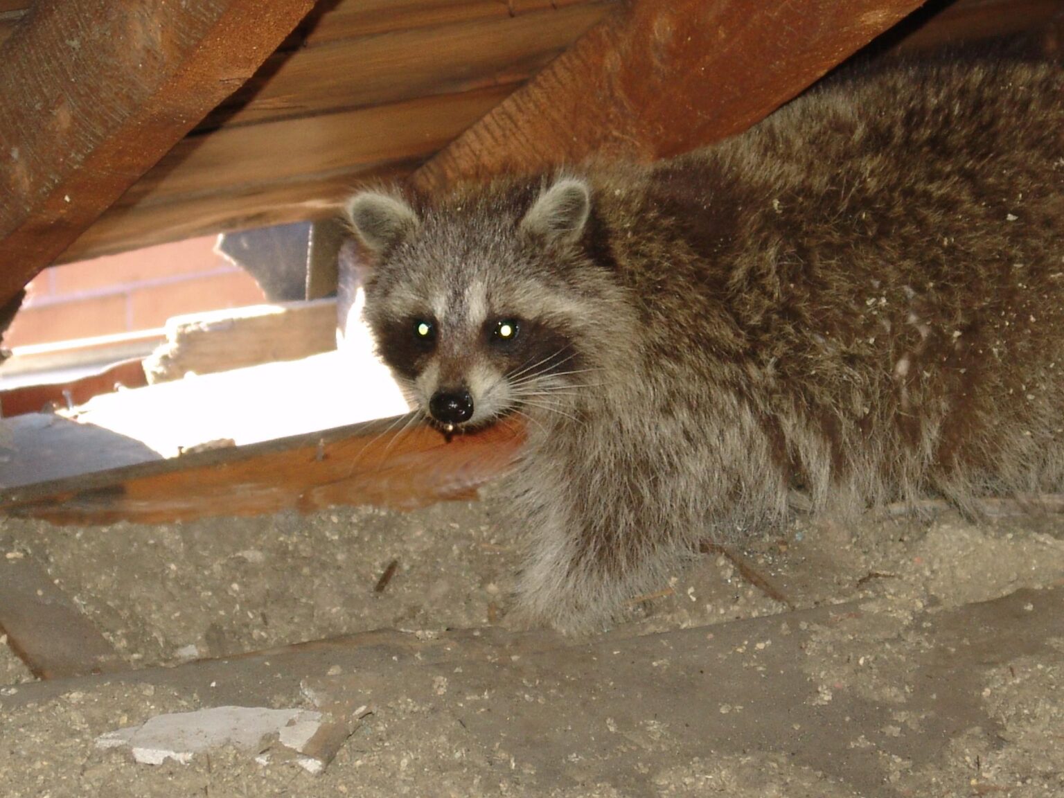 Do Raccoons Hibernate in Winter? Understanding Torpor and Winter ...