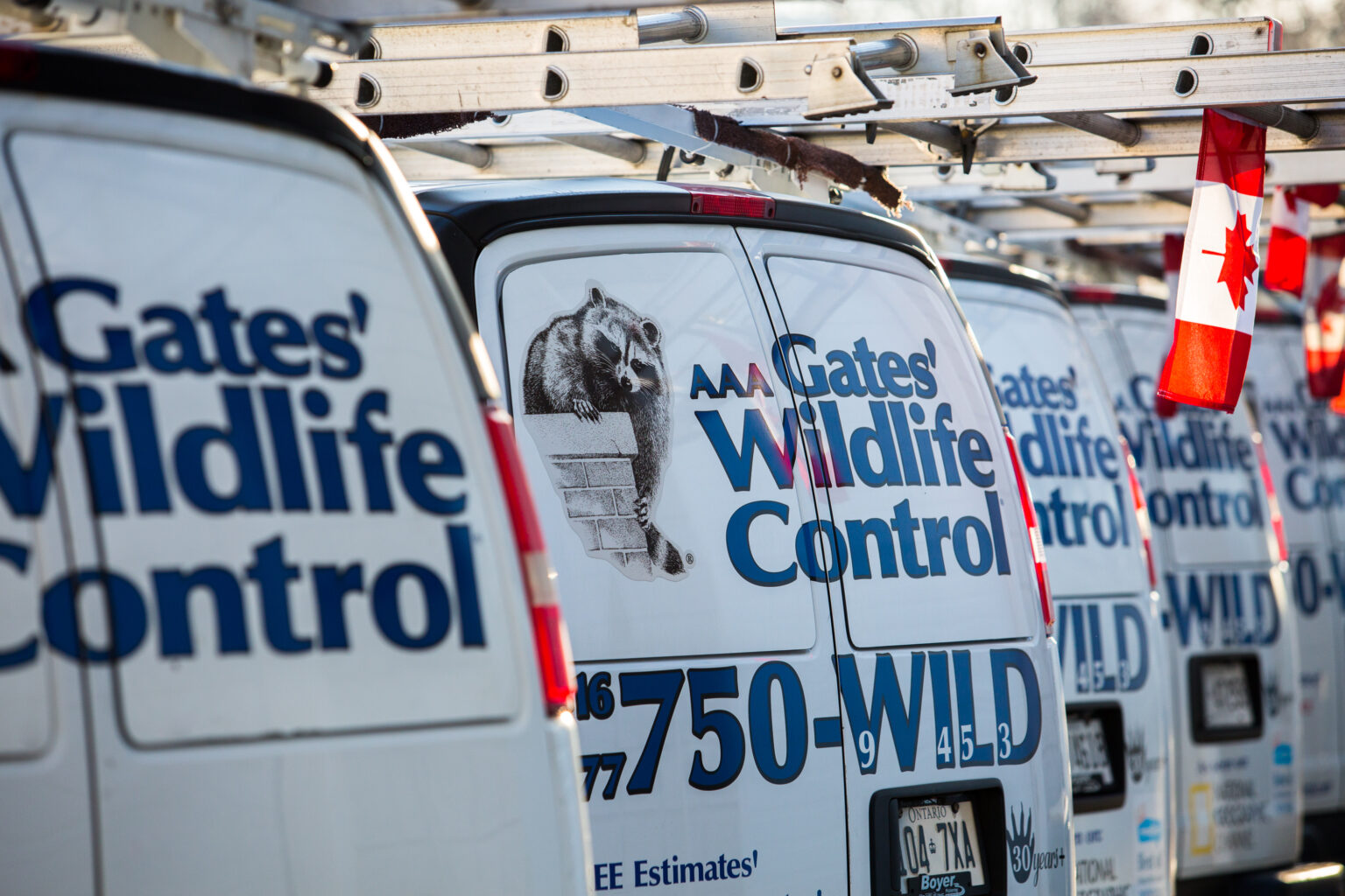Humane Wildlife Removal in Toronto | Gates Wildlife Control