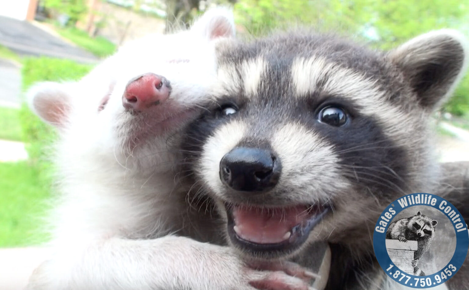 What Are Those Animals? | Gates Wildlife Control