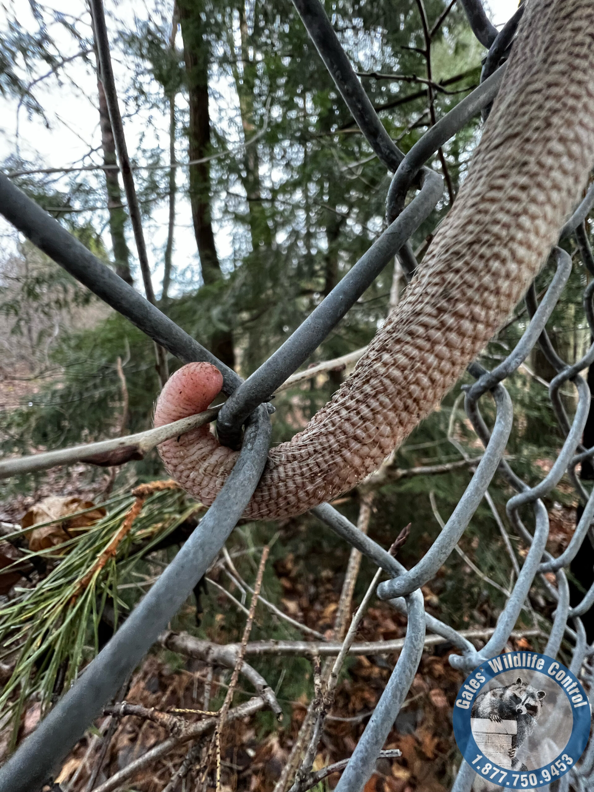 Guess the Mythical Creature | Gates Wildlife Control