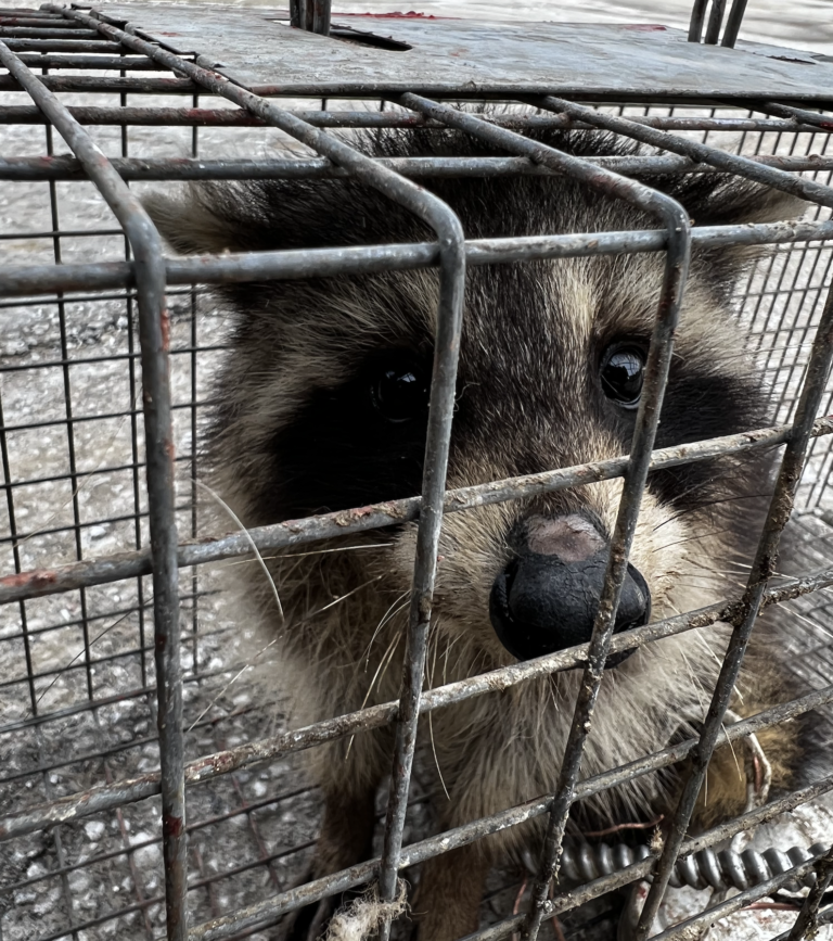 Can You Trap and Relocate Raccoons? Answered - Gates Wildlife Control ...