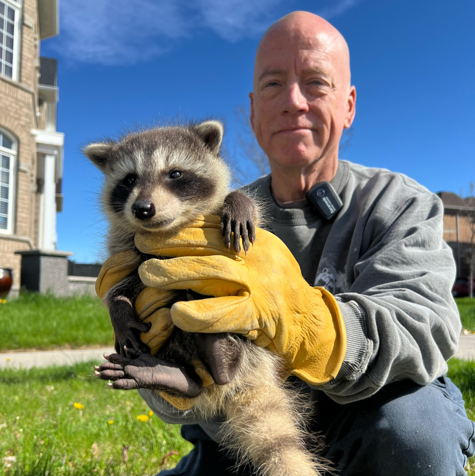 About Animal Control | Gates Wildlife Control