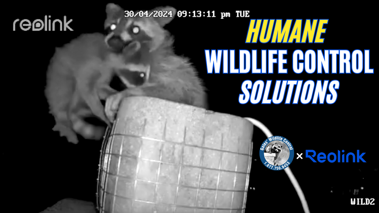 How Gates Wildlife Is Revolutionizing Wildlife Removal with Cellular ...
