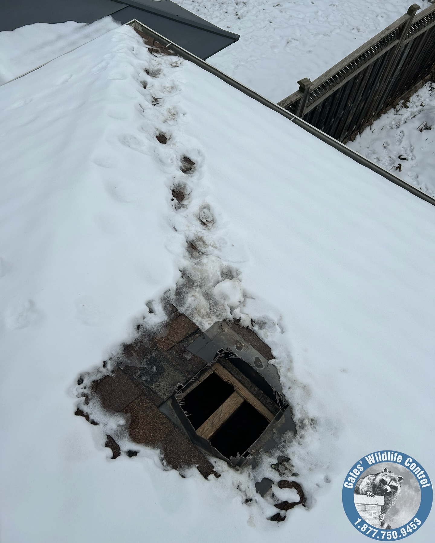 Do Raccoons Hibernate in Winter? Understanding Torpor and Winter ...